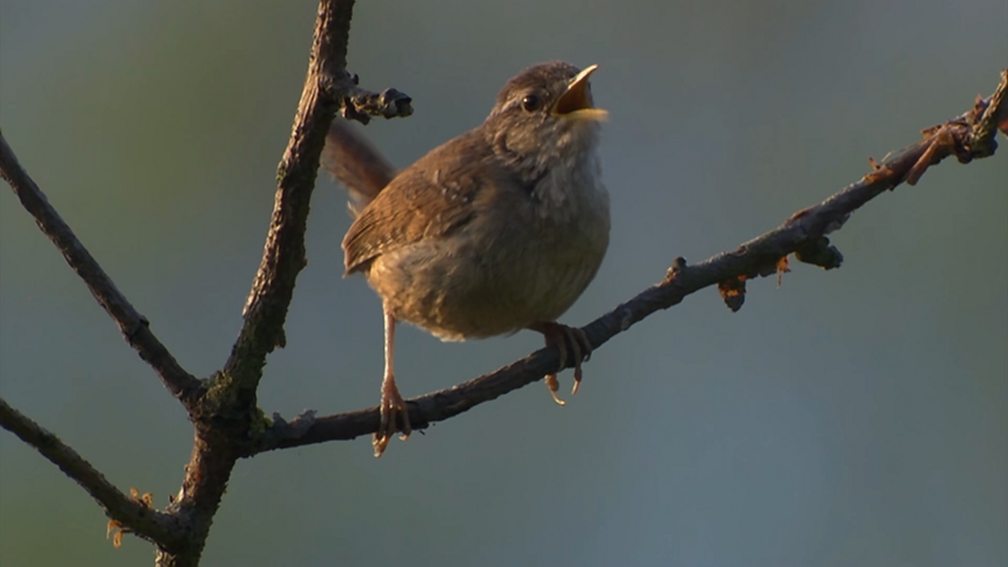 BBC Two - Springwatch, 2020, Episode 2, Delightful dippers