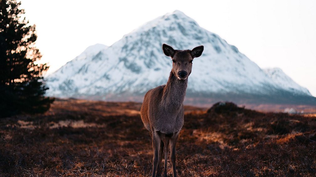 BBC Two - Springwatch - Photographer takeover: Chris and Megs' favourites