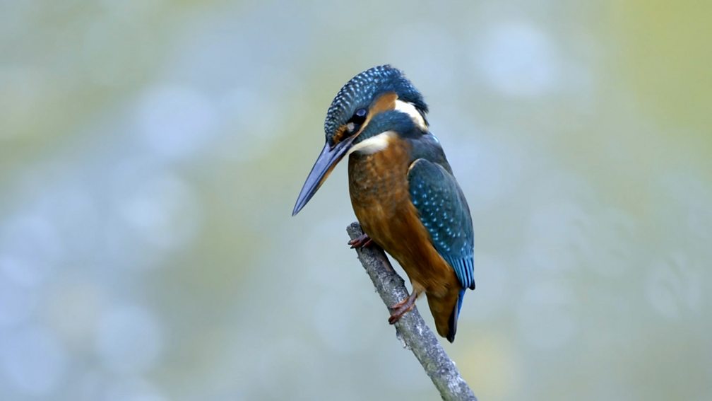 BBC Two - Springwatch, 2020, Mindful moments