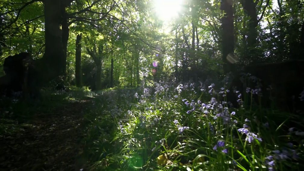 BBC Two - Springwatch