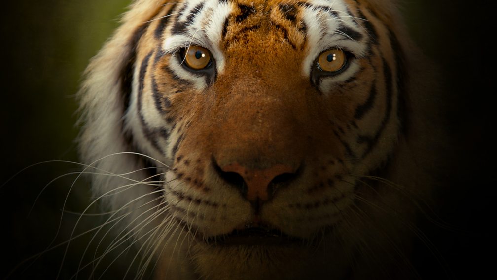 BBC One - Big Cats, Series 1