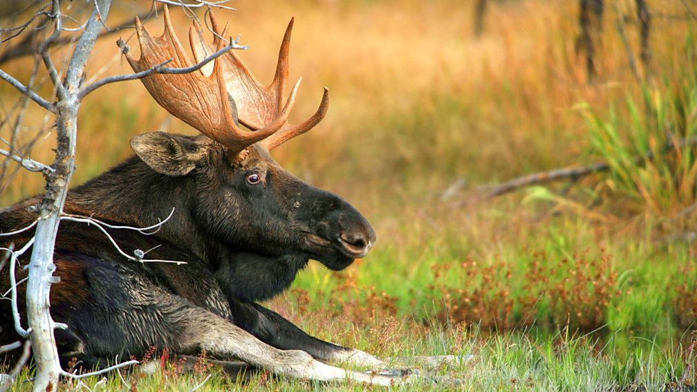 BBC Two - Yellowstone - Episode guide