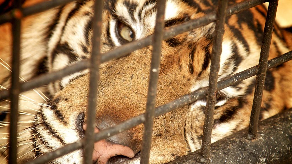 BBC Two - Natural World, 2012-2013, Tiger Island, Man-eating tigers