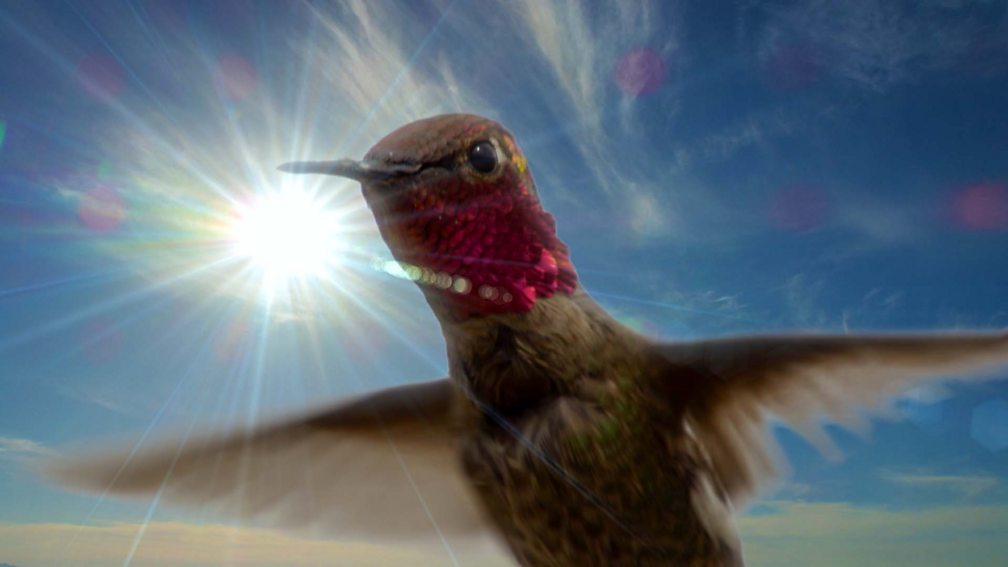 BBC One - Life in the Air