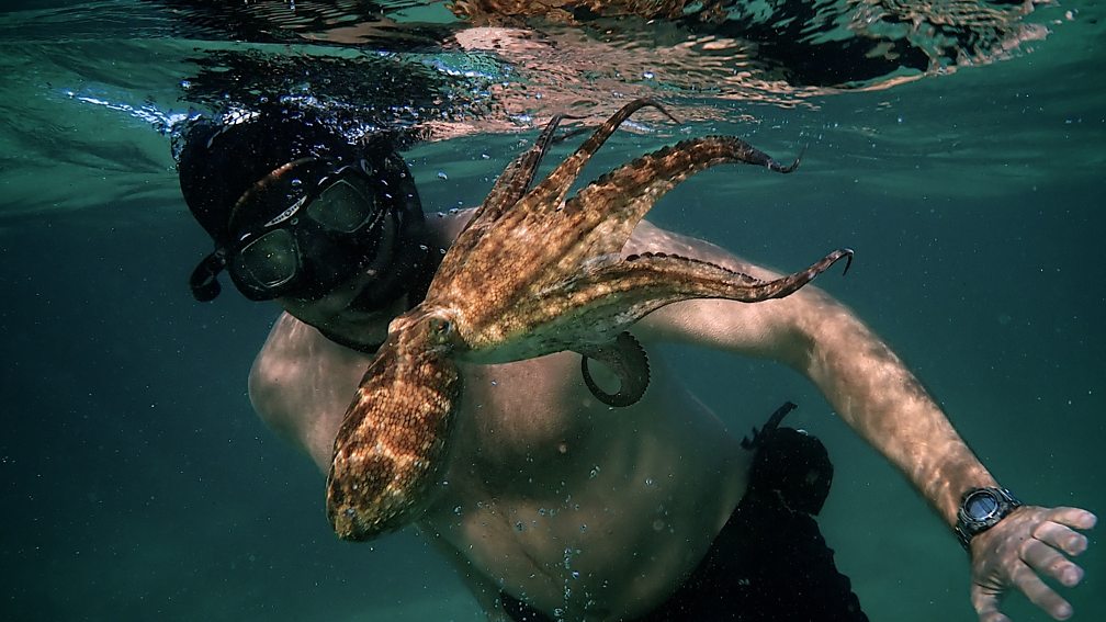 BBC World Service - Newsday, My friend, the octopus