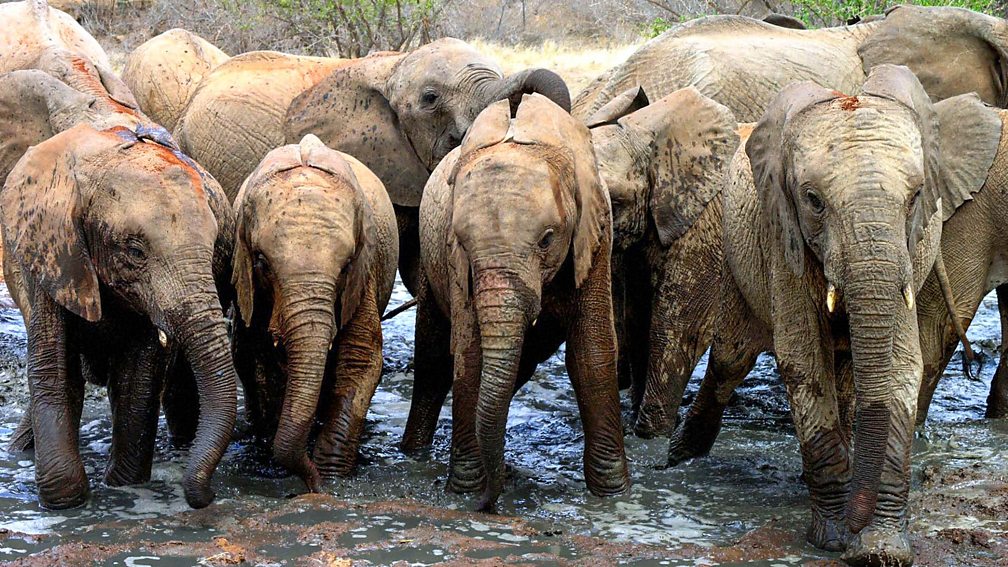 BBC Two - Elephant Diaries, Series 1, Episode 1, Big meeting