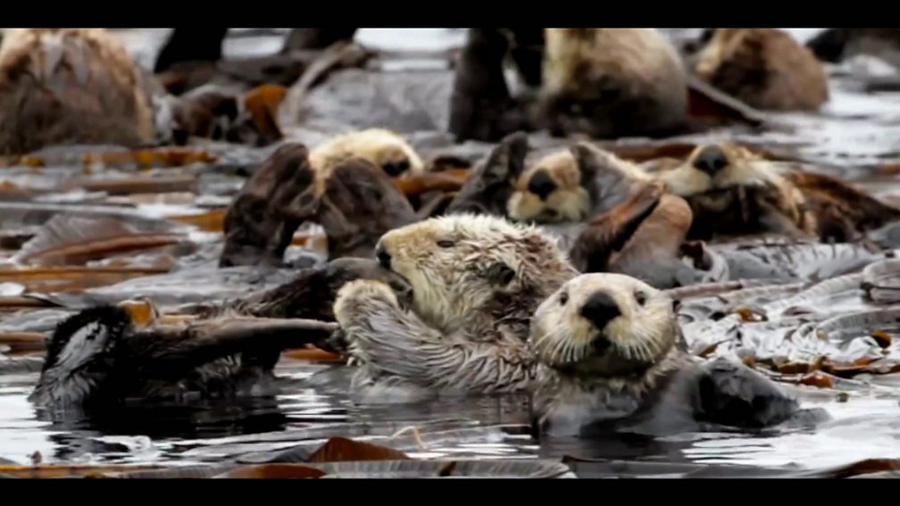 BBC One - Extinction: The Facts, Extinction: The Facts in 6 minutes