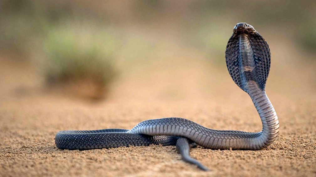 BBC Two - Natural World, 2010-2011, One Million Snake Bites, Snake bite ...