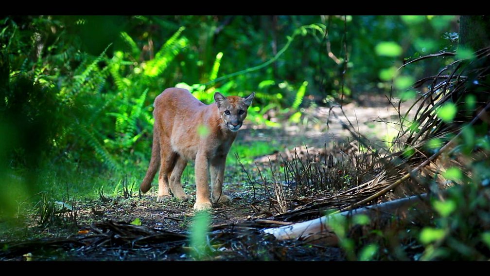 BBC One - Extinction: The Facts