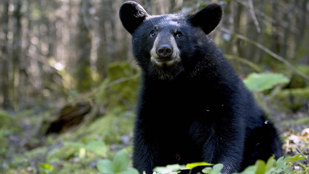 BBC Two - The Bear Family and Me