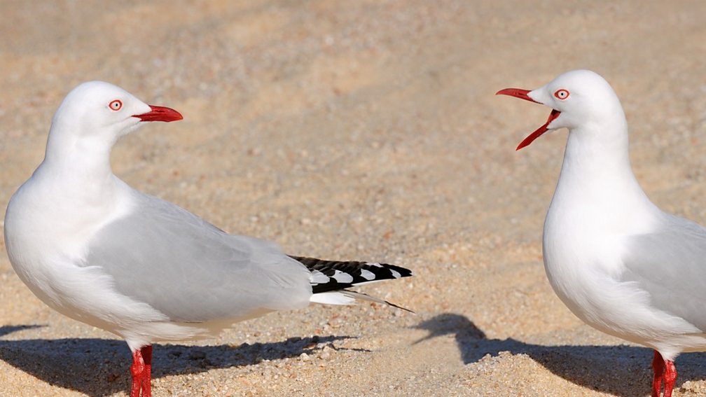 BBC Radio Foyle - Sean Coyle
