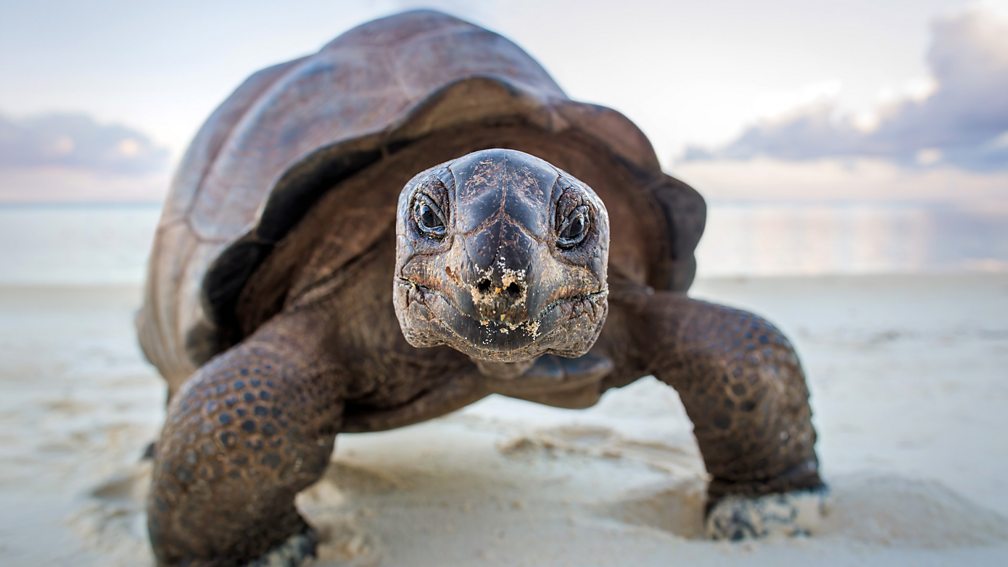 BBC One - A Perfect Planet