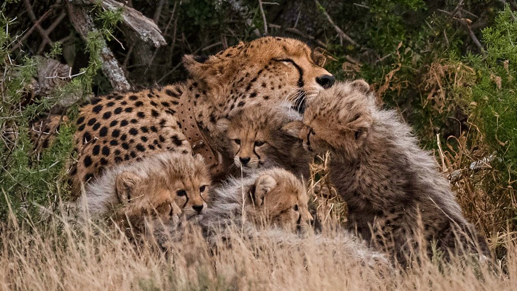 BBC Two - Cheetah Family & Me
