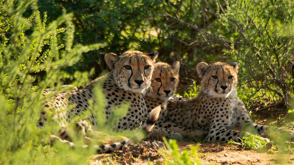 BBC Two - Cheetah Family & Me