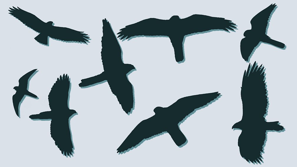 BBC Two - Winterwatch