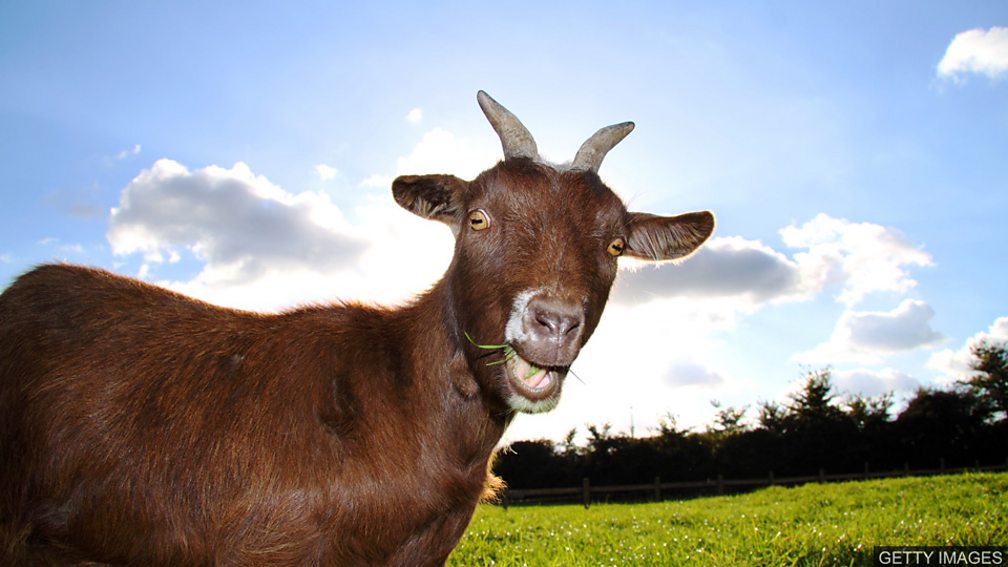 BBC - BBC Learning English, BBC Authentic Real English “地道英语”: GOAT 史上最佳