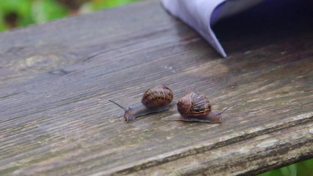 CBeebies - Teeny Tiny Creatures