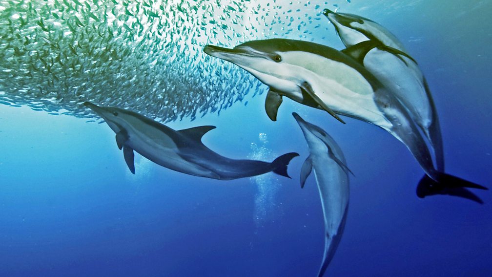 BBC One - Nature's Great Events - Episode guide