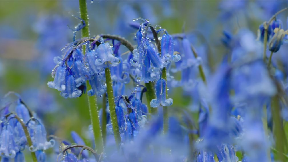 CBeebies - Colours - Available now