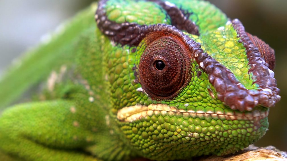 CBeebies - Colours - Available now