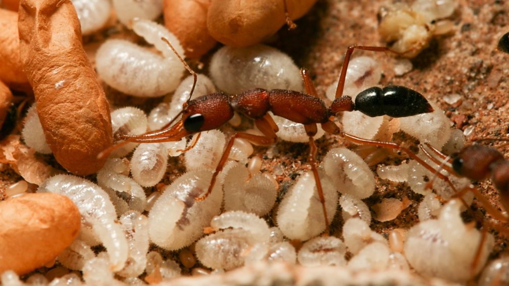 BBC World Service - Newsday, Indian jumping ants have a rare survival ...