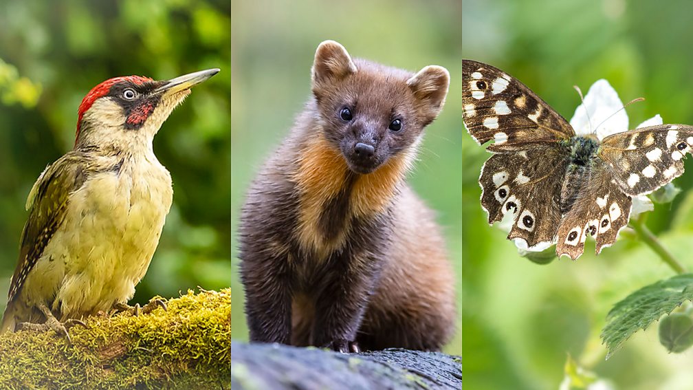 BBC Two - Springwatch, 2021