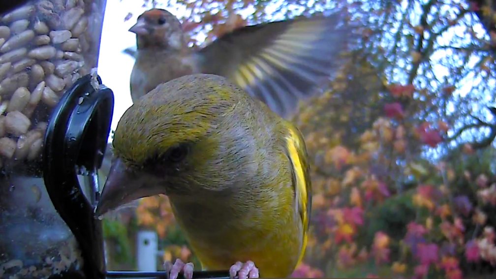 BBC Two - Springwatch