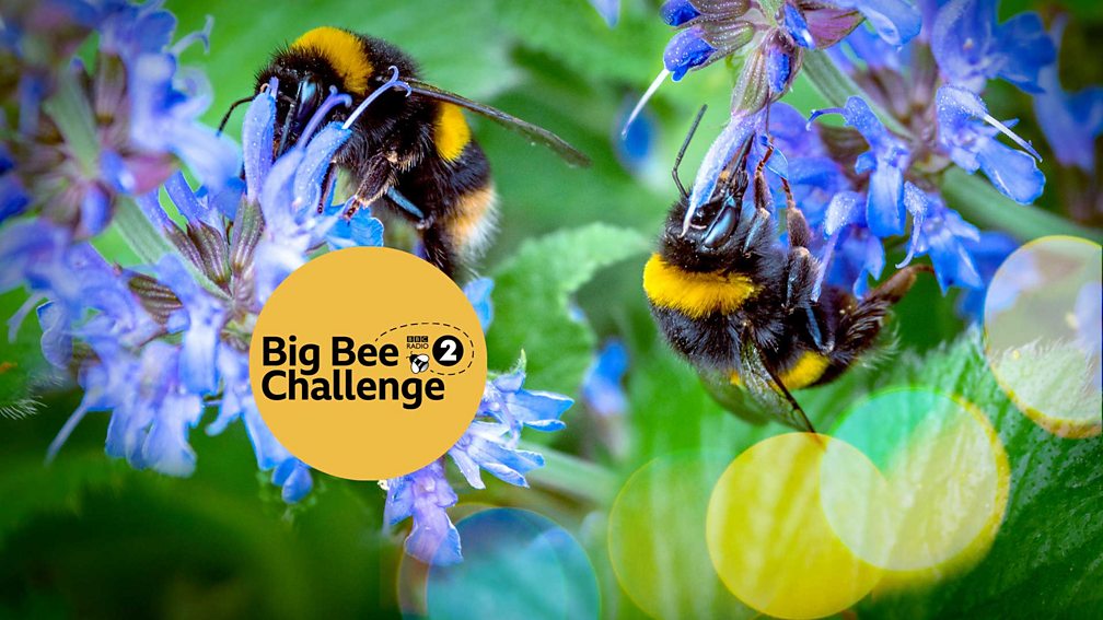 BBC Radio 2 - Radio 2's Big Bee Challenge