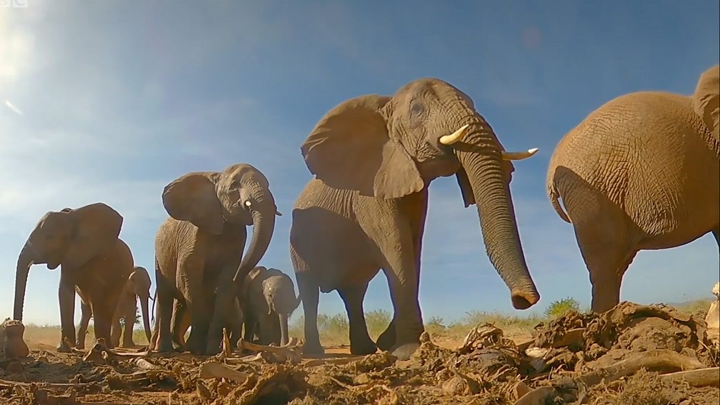 BBC One - Serengeti II, Series 1