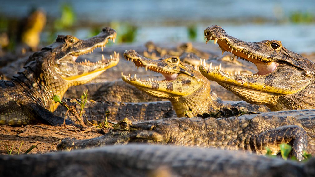 BBC One - The Mating Game - Episode guide