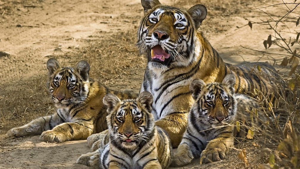BBC Two - Natural World, 2012-2013, Queen of Tigers, Tiger fight