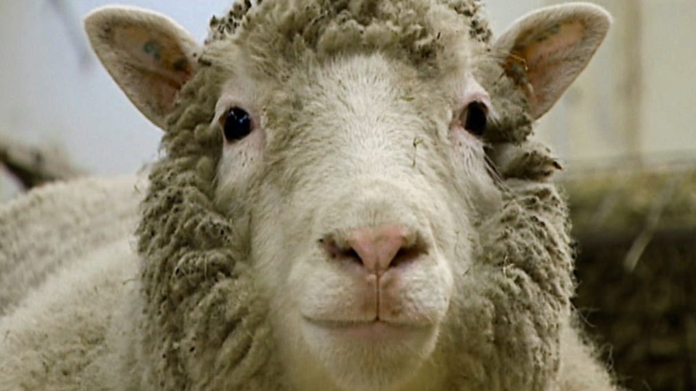 BBC Scotland - Dolly: The Sheep That Changed the World, Reaction to ...