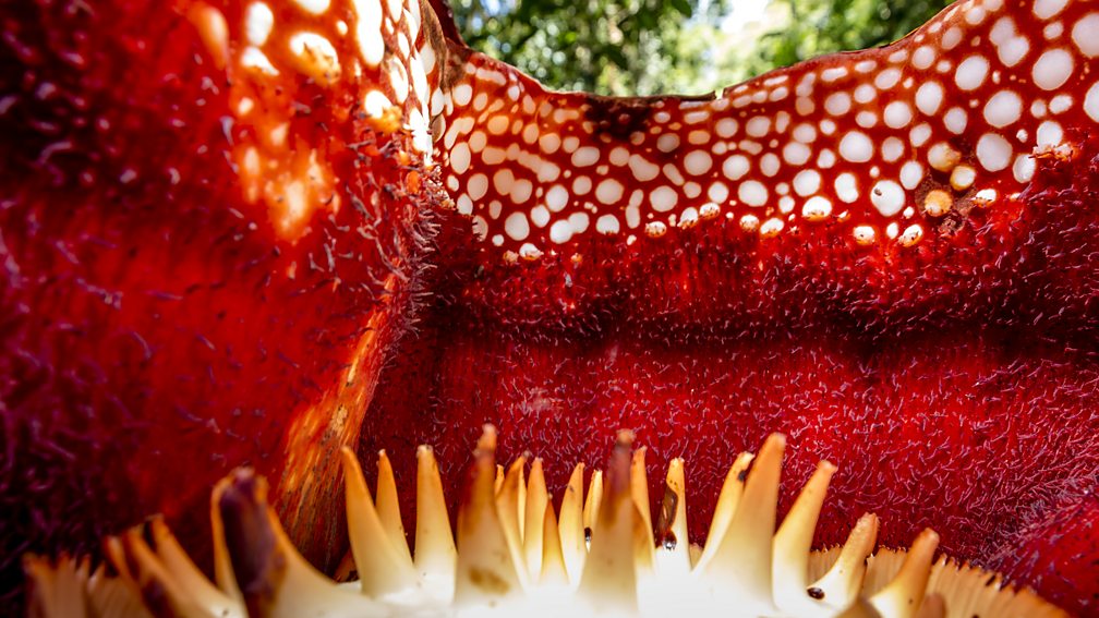 BBC One - The Green Planet, Series 1, Tropical Worlds