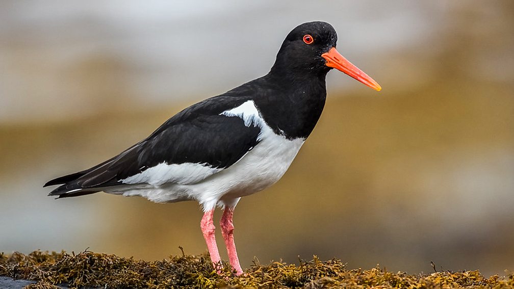 BBC Two - Winterwatch