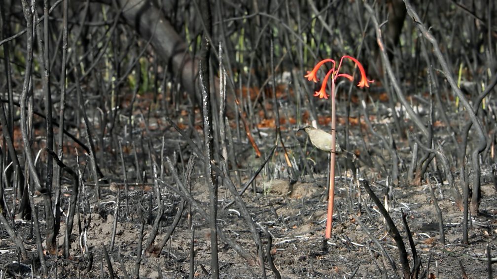 BBC One - The Green Planet, Series 1, Seasonal Worlds, David ...