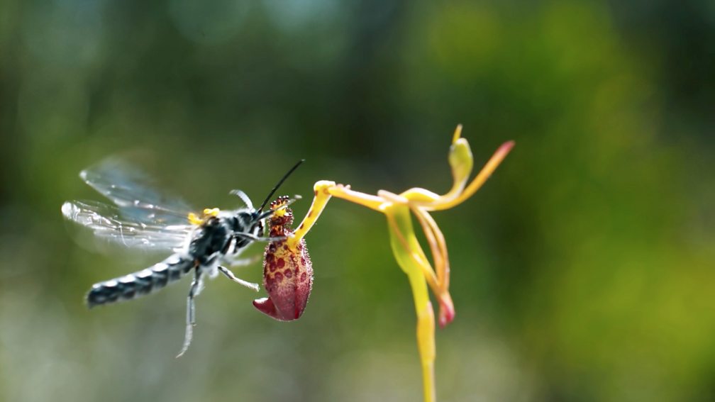 BBC One - The Green Planet, Series 1, Seasonal Worlds, David ...