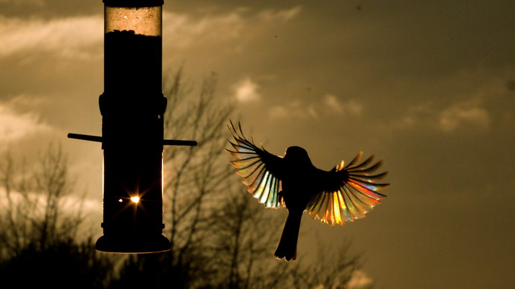 BBC Two - Winterwatch