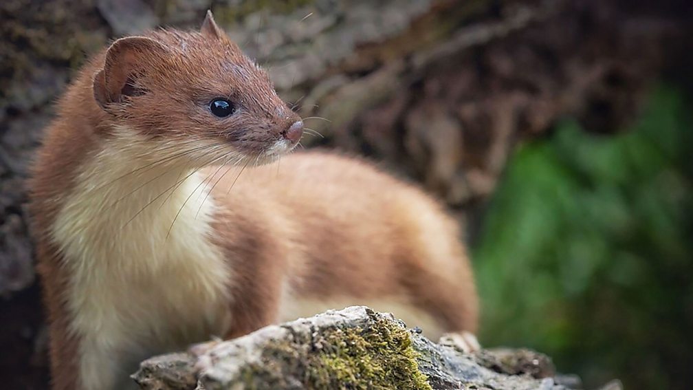 BBC - Do Something Great