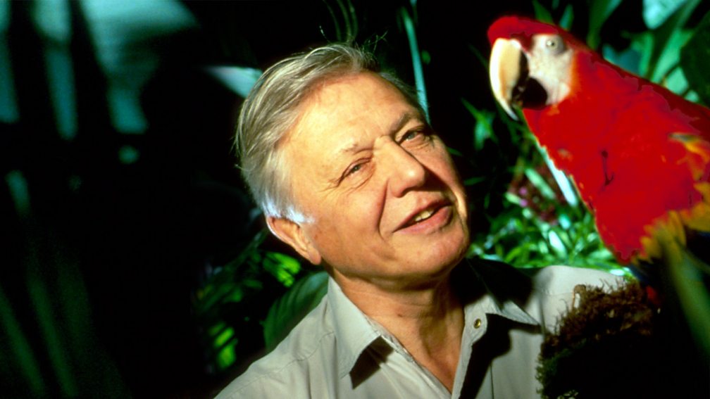 BBC Four - The Life of Birds