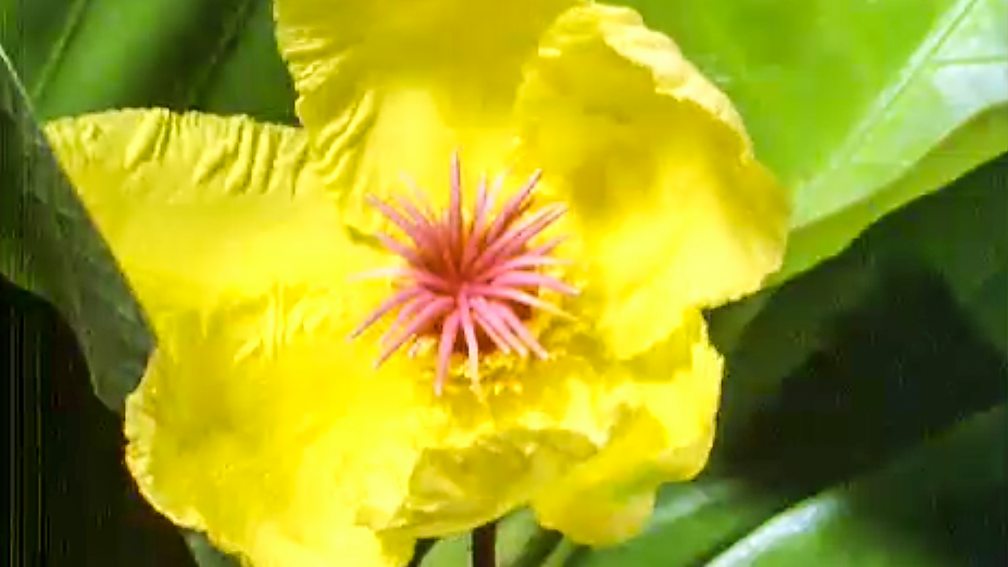 BBC Two - The Private Life of Plants, Flowering, Titan of the flowers