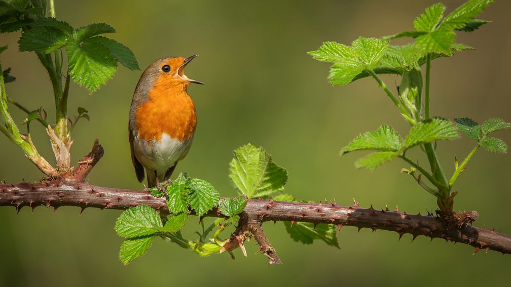 BBC Two - Springwatch