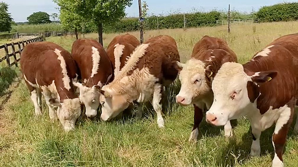 BBC Hereford & Worcester - Kate Justice, 28/07/2022, 'The Hereford ...