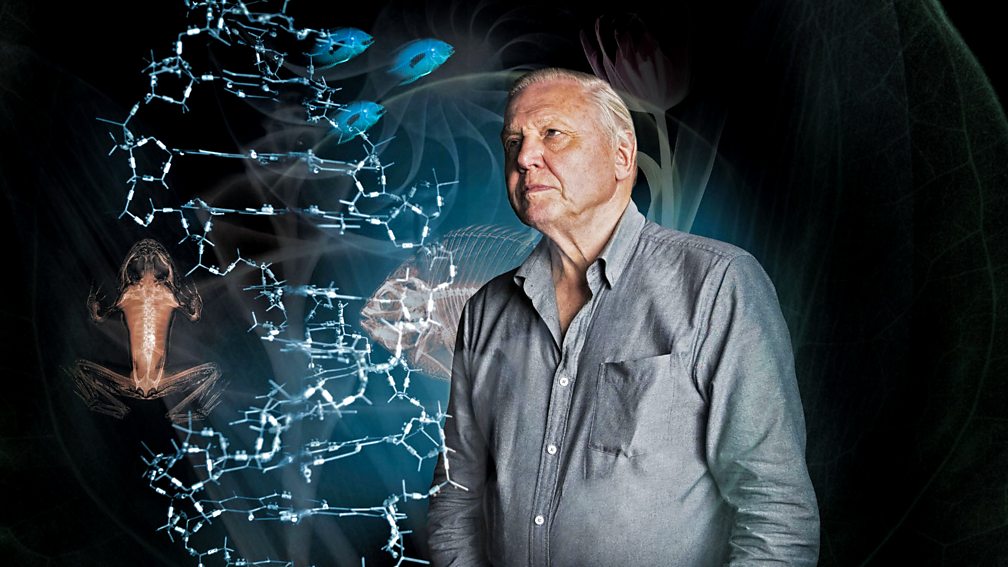 BBC One - Charles Darwin and the Tree of Life, Eye evolution