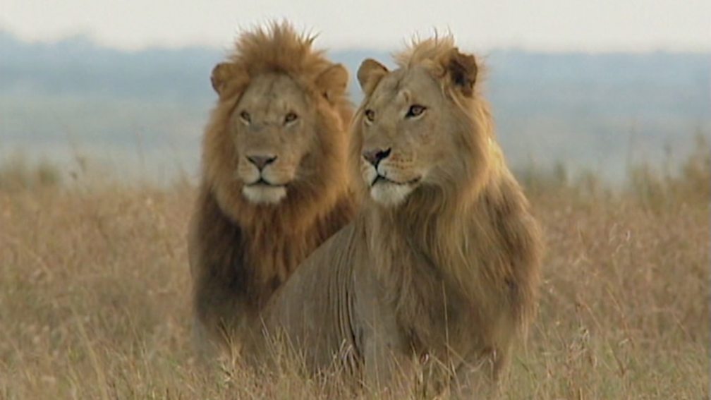 BBC Two - Lion: The Rise and Fall of the Marsh Pride, Notch's pride