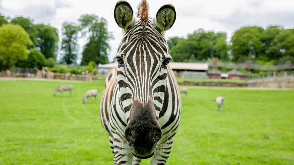 BBC One - Animal Park