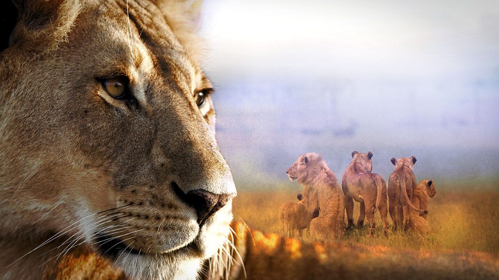 BBC Two - Lion: The Rise and Fall of the Marsh Pride, Notch's pride