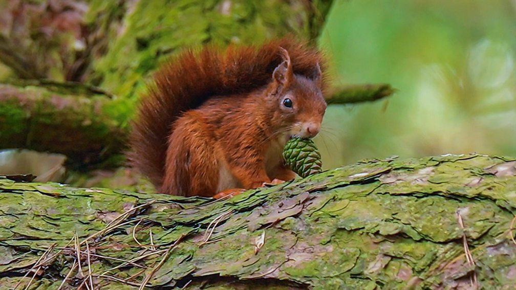 BBC Two - Autumnwatch