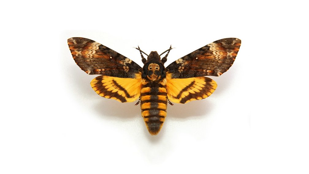 BBC World Service - The Forum