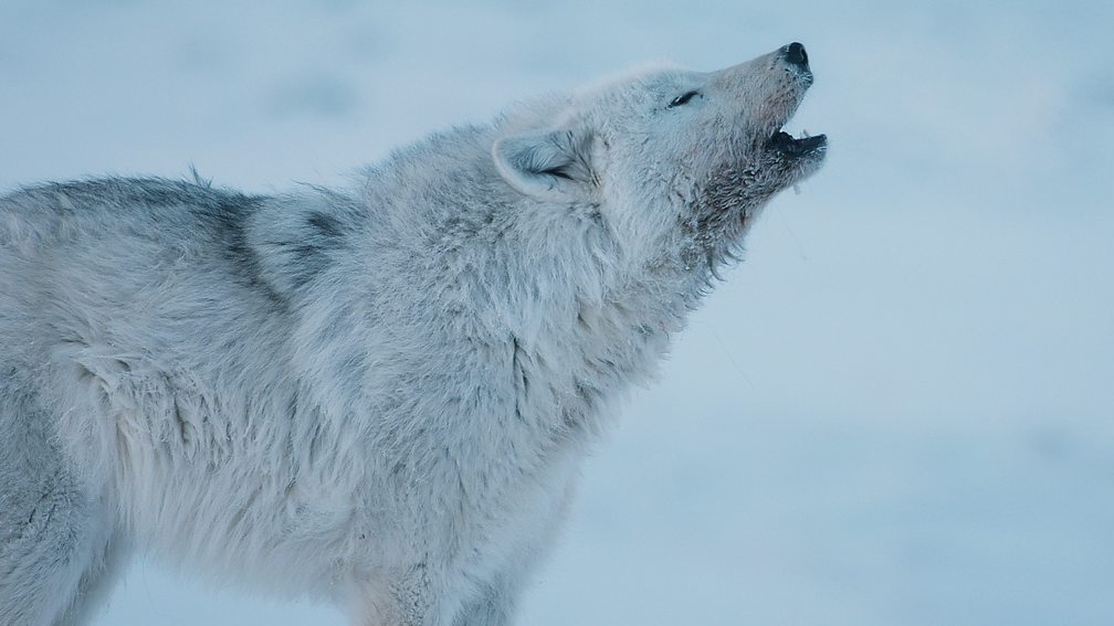 BBC One - Dogs in the Wild: Meet the Family - Episode guide