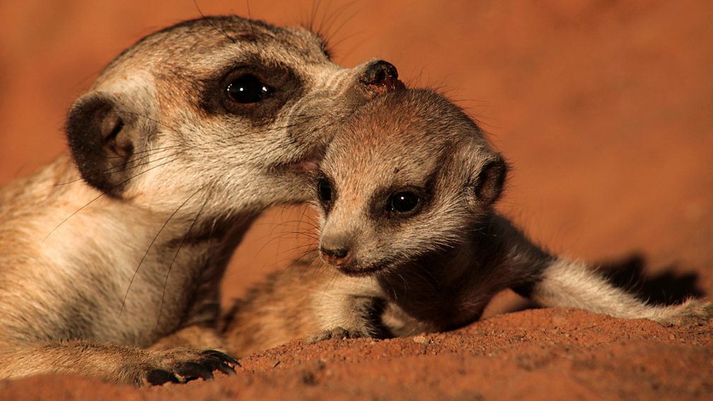 BBC One - Planet Earth Live, Series 1
